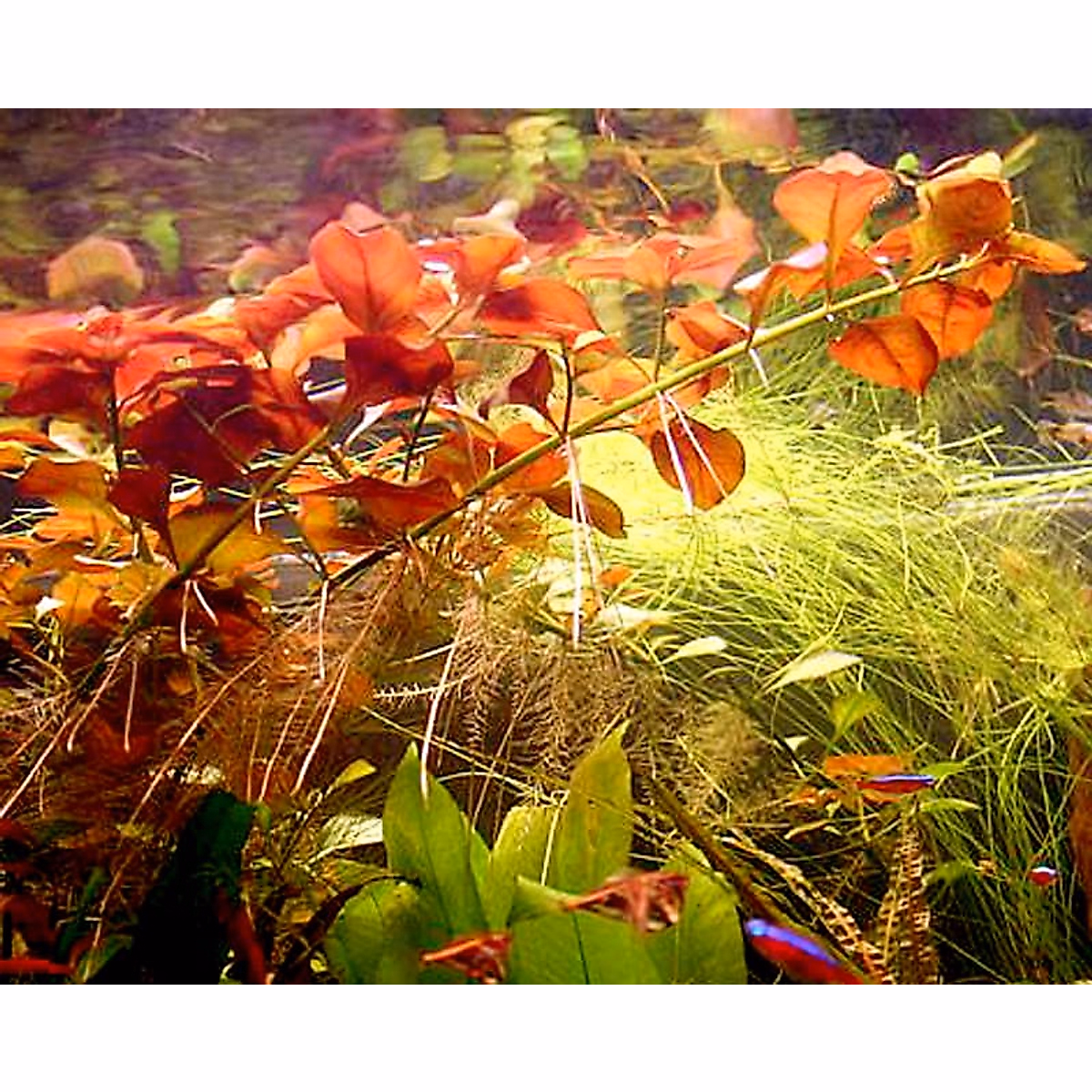 Aquatic Discounts - 4 Types of Easy/Beginner Live Aquarium Plants - Anubias + Amazon Sword + Ludwigia + Java Moss BUY2GET1FREE!