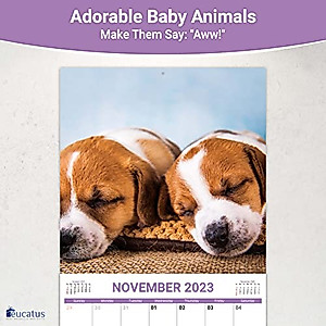 Super Cute 18 Month Baby Animals Wall Calendar 2023-2024. Big 12x12 Inch Novelty Gift With Puppies, Kittens and More. Great for Men, Women or Kids. Perfect Stocking Stuffer or Decor for Animal Lovers.