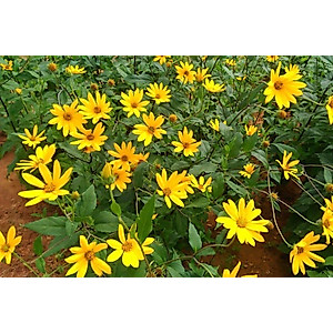 Jerusalem Artichoke Early Dwarf Sunray Variety, Sunchoke Sunroot Individual Tubers for Planting, 5 Tubers for Planting