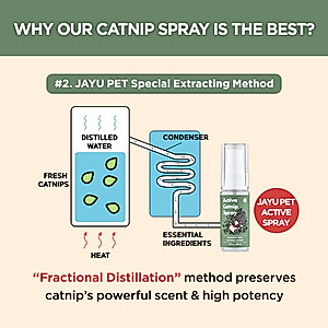 Active Catnip Spray - High Potency Transparent Liquid Spray made of Fresh Organic Catnip for Indoor Cats and Kittens, Relieves Stress, Calming, Revives Toys & Scratching Posts, Exercise (1fl oz)