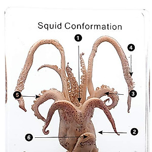 Squid Cuttlefish Conformation Specimen Paperweights Science Classroom Acrylic Block Specimens Sea Life Specimen for Science Education