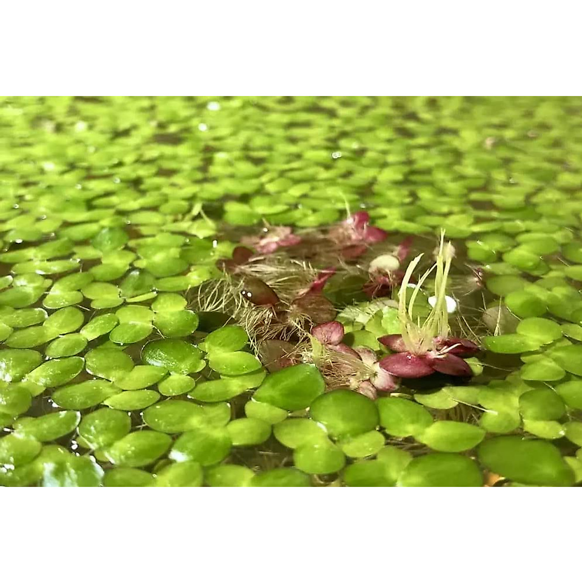 4800+ Duckweed Live Plant for Aquarium - Aquarium Plants Live - Planting Ornaments Perennial Garden Simple to Grow Pots Gifts
