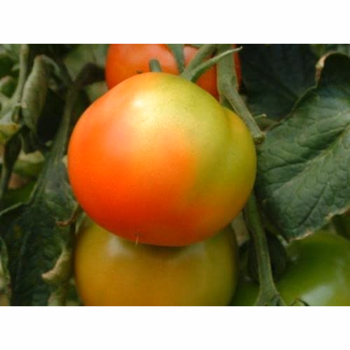 TrueNute Potassium Silicate in 16 Oz Packs, for Aquaponics, Hydroponics, Soil Drench and Foliar Spray to Correct Potassium and Silicate Deficiencies, Helps to Protect Plants from Pest Mold and Mildew