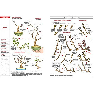 Introduction to Bonsai: The Complete Illustrated Guide for Beginners (with Monthly Growth Schedules and over 2,000 Illustrations)