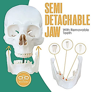Houseables Disarticulated Human Skeleton, Full Unassembled Anatomical Model, Life Sized, 62” Height, Plastic, w/Poster, Skull, Bones, Articulated Hand & Foot, Study of Skeletal System, Educational