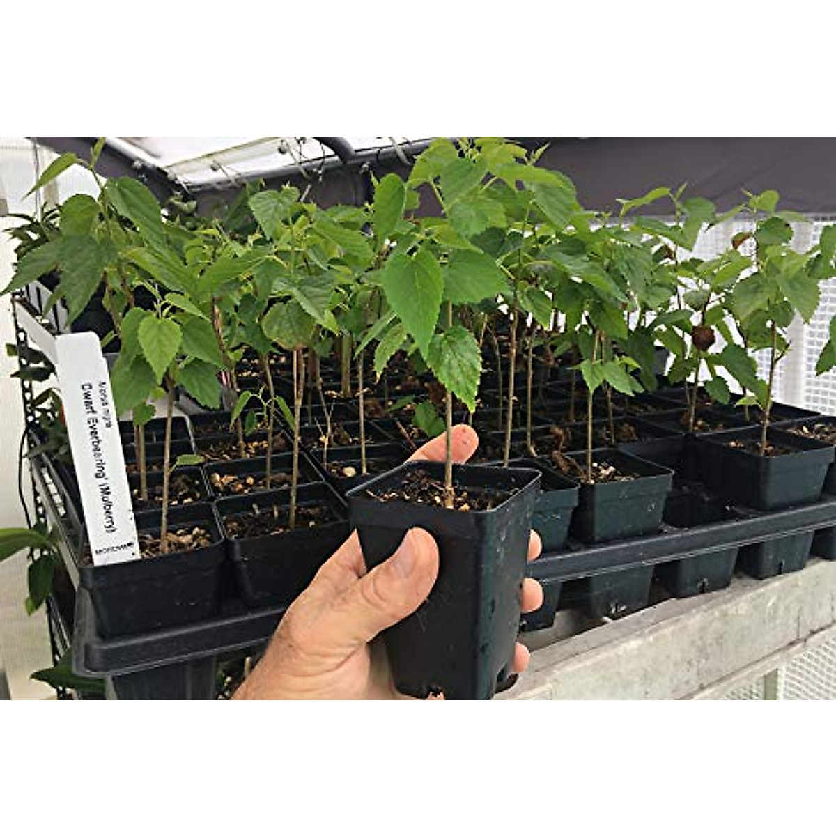 Dwarf Everbearing Mulberry Plant - Morus nigra - Live Plant