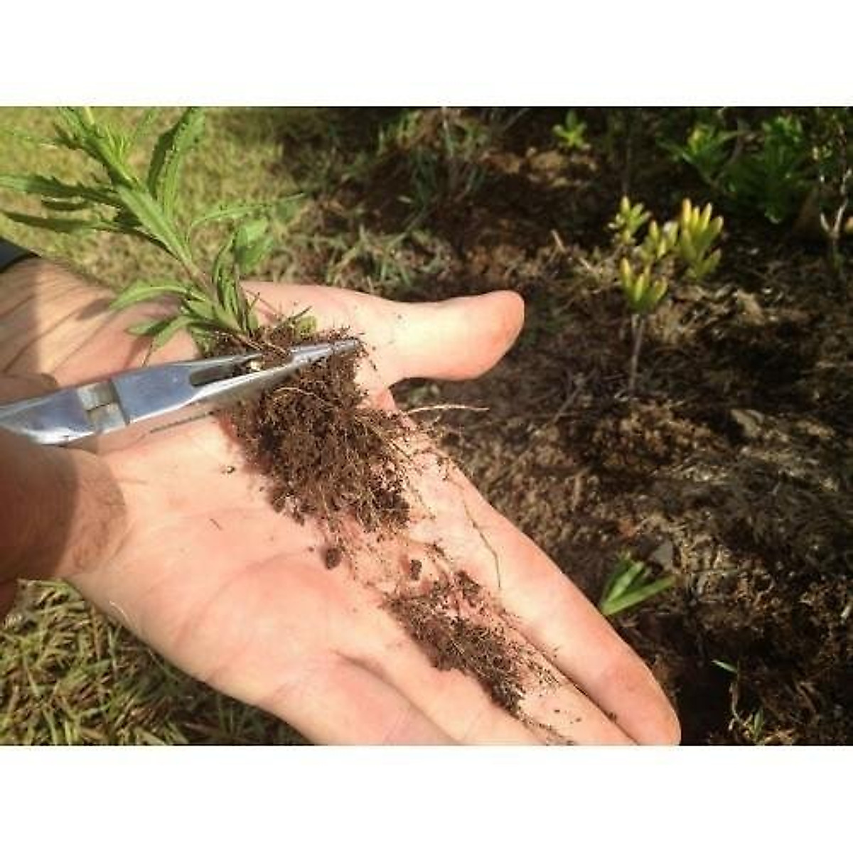 Lawn Jaws The Original Sharktooth Weed Puller Remover Weeding & Gardening Tool Weeder - Pull from The Root Easily!- Great Gardening