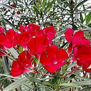 Nerium Oleander Seeds Hardy Red Oleander Evergreen Deer & Rabbit Resistant Drought & Salt Tolerant Showy Low Maintenance Pathway Hedge Screen Container Outdoor 5Pcs Shrub Seeds by YEGAOL Garden