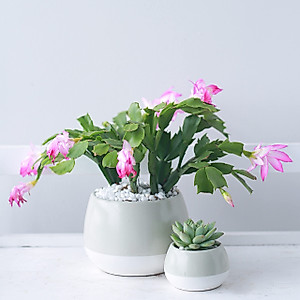 Christmas Cactus Thanksgiving Cactus (4-inch Plastic Pot) - Cactus Plants Live, Hand Selected, Rare Varieties for Gift or Home Decoration - Unique Collection of Live Cactus, Succulents, Indoor Plants