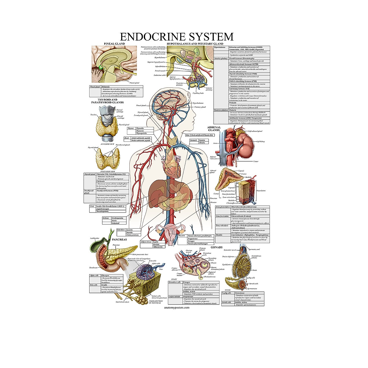 Laminated Endocrine System Anatomical Chart - Endocrine Anatomy Poster (18 x 27)