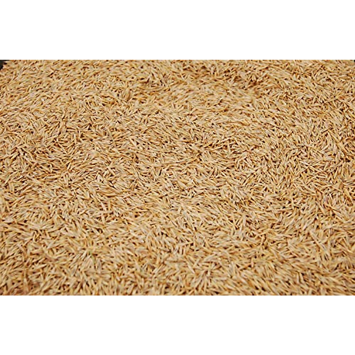 Creeping Red Fescue Seed by Eretz (3lb) - CHOOSE SIZE! Willamette Valley Oregon Grown, No Fillers, No Weed or Other Crop Seeds, Premium Shade Grass Seed.