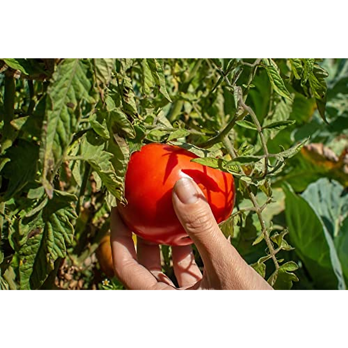 Moscow VR Tomato Seeds, 50 Heirloom Seeds Per Packet, (Isla's Garden Seeds), Non GMO Seeds, Botanical Name: Solanum lycopersicum, Great Home Garden Gift