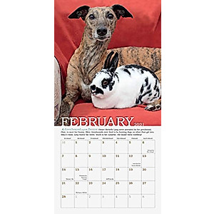 Unlikely Friendships Mini Wall Calendar 2021