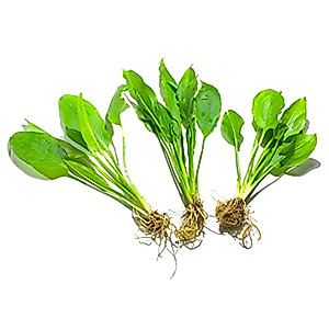 Marcus Fish Tanks - 3X Amazon Sword Echinodorus Bleheri Easy Live Aquarium Plants for Aquatic Freshwater Fish Tank