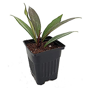 Rare Pubicalyx Wax Plant - Hoya - Collector's Series - 4" Pot