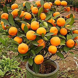 150+ Dwarf Bonsai Fruit Tree Seeds for Planting, 50+ Lemon Tree Seeds /50+ Cherry Tree Seeds /50+ Orange Tree Seeds (3 Variety Individual Packs)