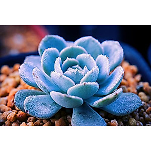 800pcs Mix Rare Succulent Seeds for Planting, DIY Bonsai Ornamental Plant, Non-GMO Open Pollinated Seeds