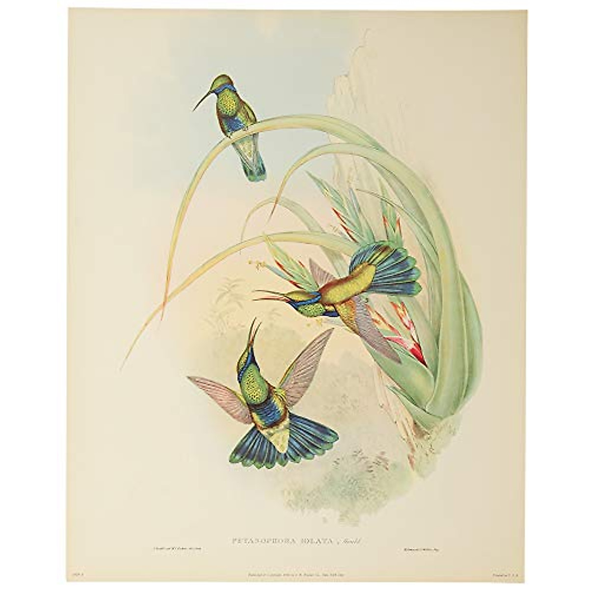 Six Full Color Prints Humming Birds. A Portfolio of Six Magnificent Color Prints.