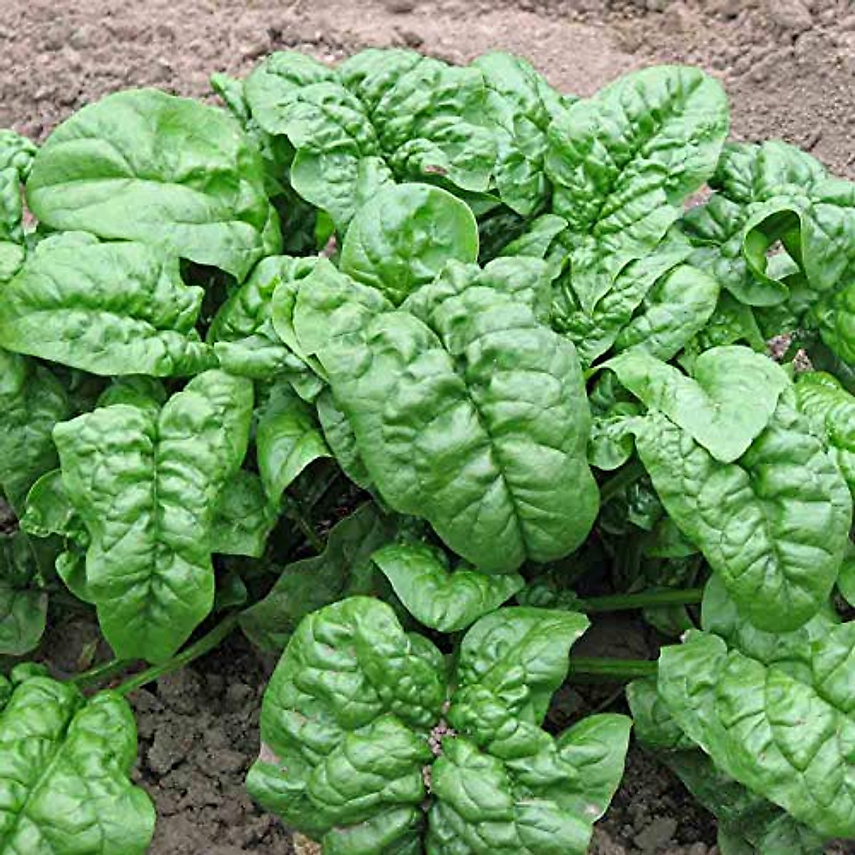 Giant Noble Spinach Seeds for Planting, 100+ Heirloom Seeds Per Packet, (Isla's Garden Seeds), Non GMO Seeds, Botanical Name: Spinacia oleracea, Great Home Garden Gift