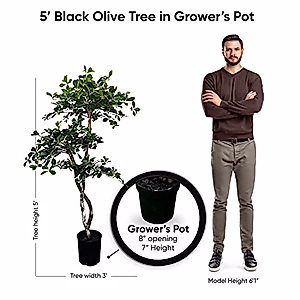Hand-Made 5' Black Olive Leaf Artificial Tree with Ethically Sourced Real Wood Trunks | Green | Cypress & Alabaster