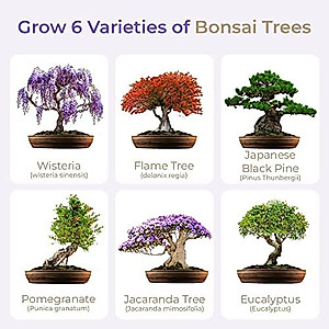 Master Bonsai Kit - Bonsai Plant Growing Kit - Professional Growing and Styling Bonsai Set - Japanese Bonsai - Become Bonsai Master - Ideal Bonsai Tree Seed Kit for Indoor Garden Gardening