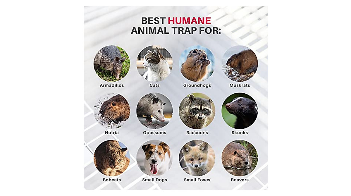 LifeSupplyUSA Humane Animal Traps - Safe & Easy to Use