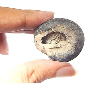 phoenix888 Sacred Adwaitya Achharya Shaligram Nepal Kali Gandaki