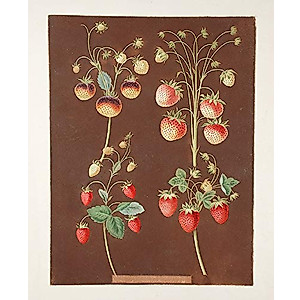 [Strawberries] Hautboy Strawberry; Chili-Strawberry (Pine Strawberry); Alpine Red Strawberry; Scarlet Flesh Strawberry