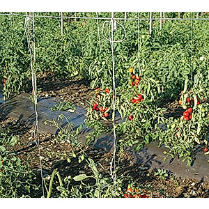 IRRIGATION-MART 6300FT Tomato Tying Garden Twine