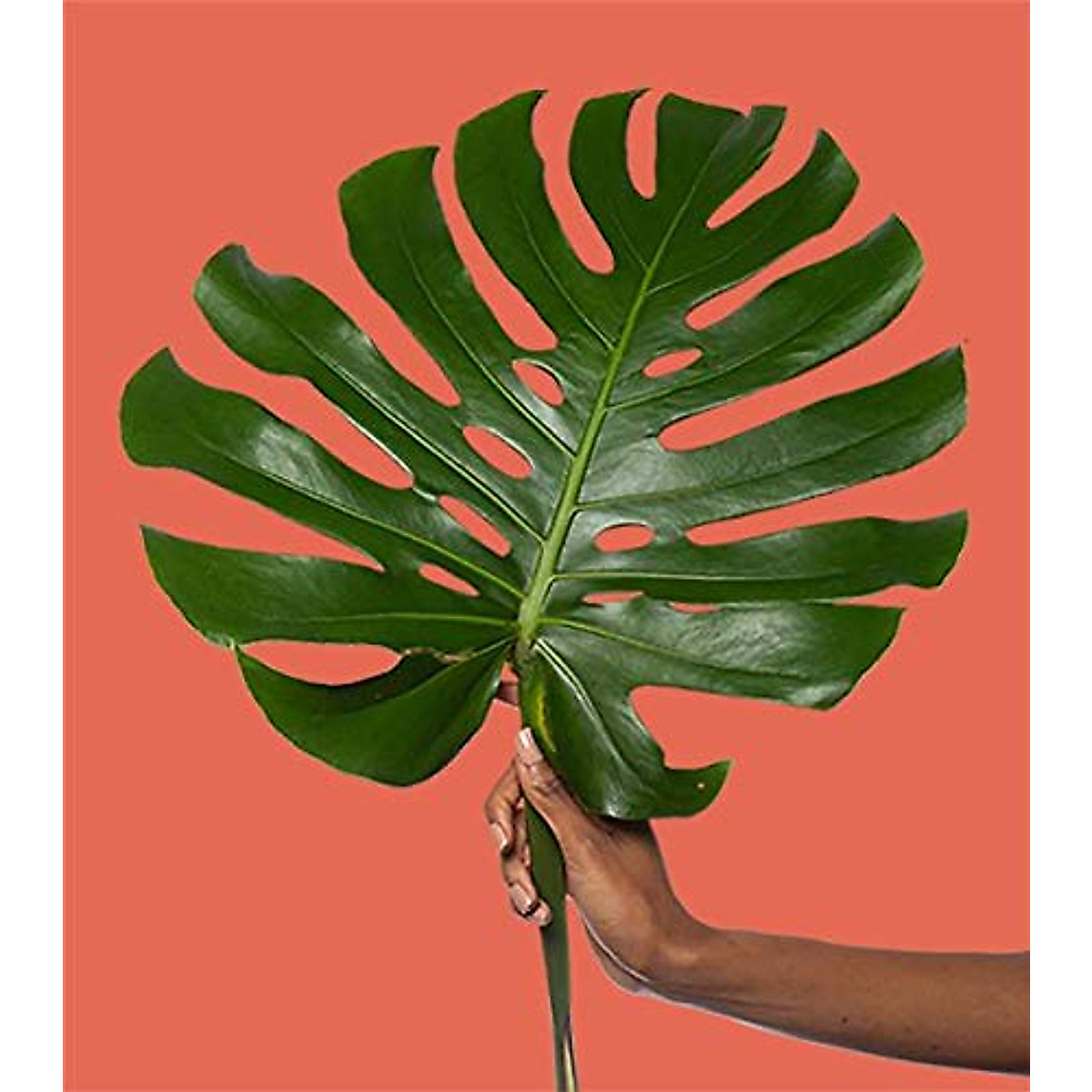 Poo-Pourri Before You Go Toilet Spray Tropical Hibiscus 1.4 Ounce Bottle, 2 Pack