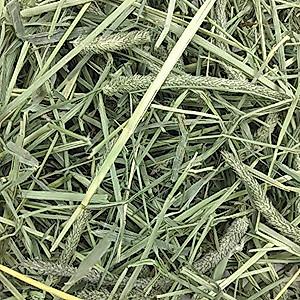 Oxbow Animal Health Western Timothy Hay - All Natural Hay for Rabbits, Guinea Pigs, Chinchillas, Hamsters & Gerbils - 15 oz.
