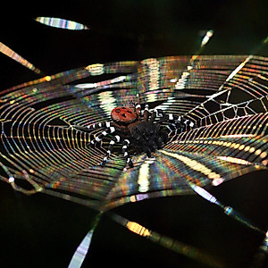 Toymany 12PCS Realistic Bugs Figures Toys - Plastic Insects Figurines Set with Bee Beetle Mantis Spider Ladybug Butterfly Scorpion - Halloween Party Favor School Project Gift for Kids Toddlers