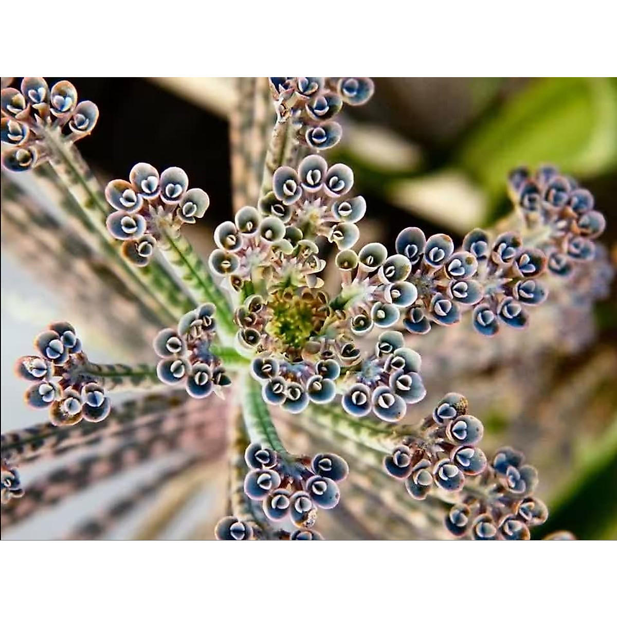 5 Mother of Millions Kalanchoe Plants, Planting Ornaments Perennial Garden Simple to Grow Pots Gifts, 2 Inches in Tall