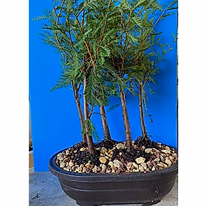 indoorbonsaiandexotics 5 Tree Bald Cypress Bonsai Tree