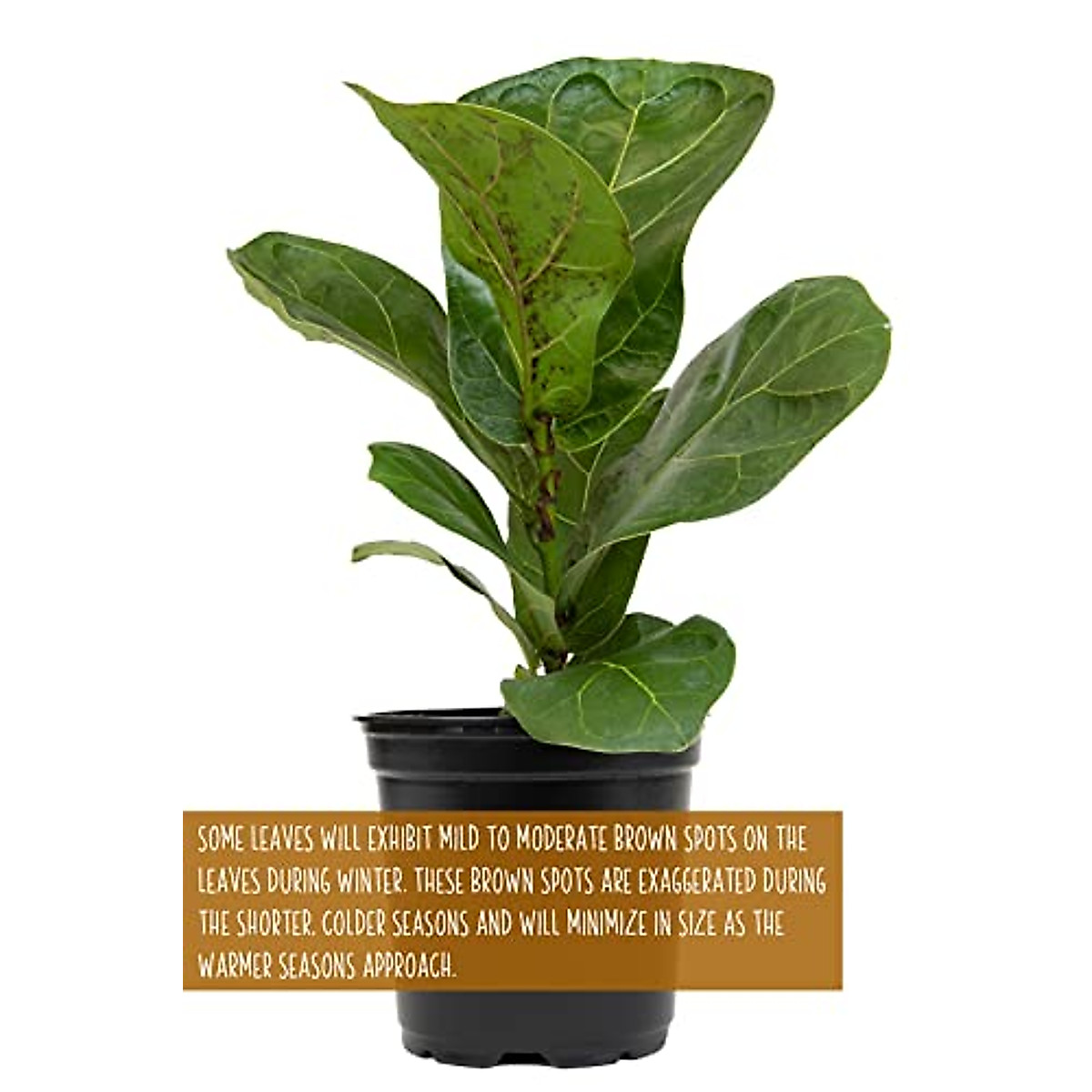 Plants for Pets Ficus Lyrata Fiddle Leaf Fig Plant, House Plants Indoors Live Ficus Tree Live Plant, Fig Trees Live Plants Indoor Plants Live Houseplants Fig Plants Live in Planter Pot in Soil Mix