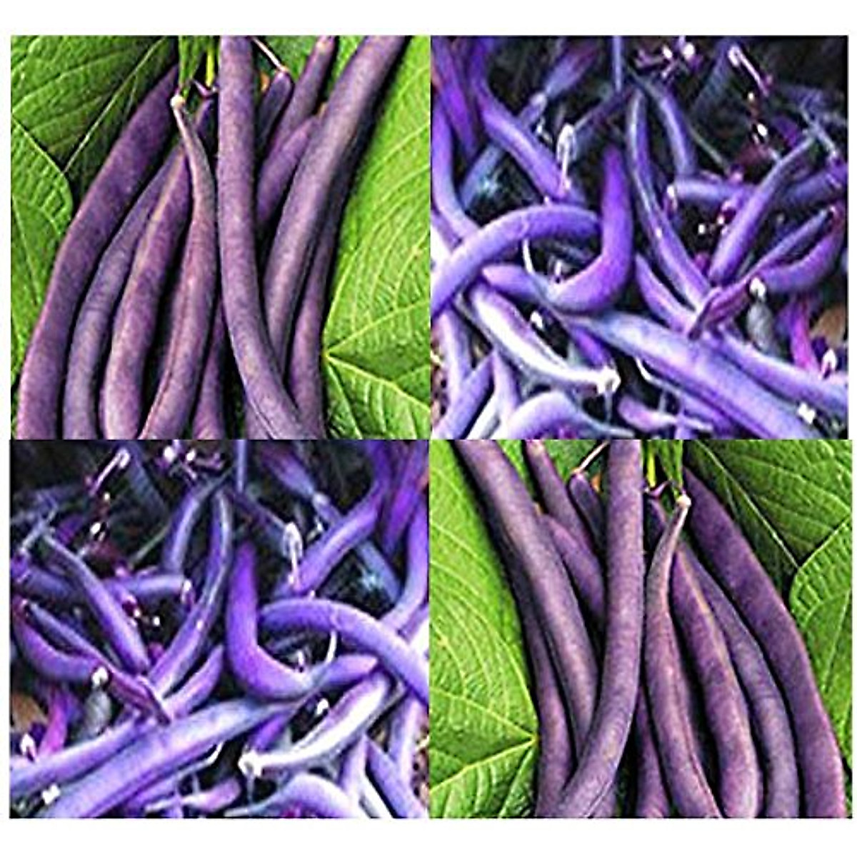 Royal Burgundy Bush Bean Seeds for Planting, 30 Heirloom Seeds Per Packet, (Isla's Garden Seeds), Non GMO Seeds, Botanical Name: Phaseolus vulgaris, Great Home Garden Gift