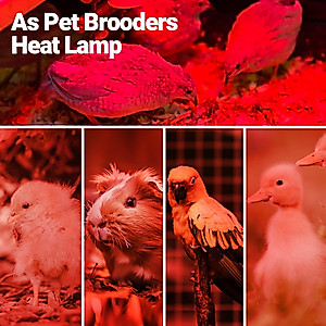 REPTI ZOO Reptile 50W Infrared Heat Lamp Bulb,2 Pack Infrared Basking Spot Light for Reptiles & Amphibian,Bearded Dragon,Leopard Gecko,Turtle,Lizard,Chickens | Pet Brooders Night Heat Lamp