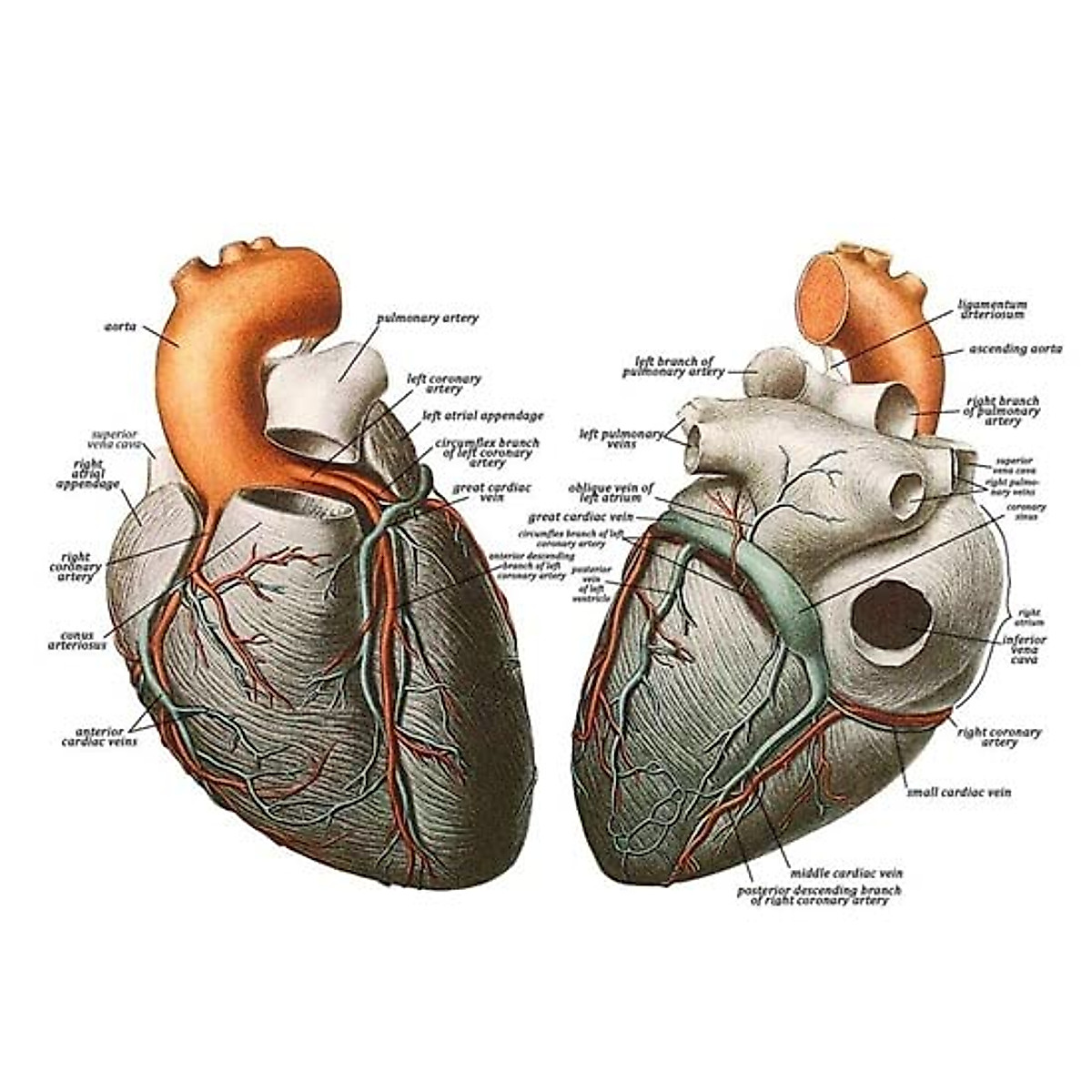 CafePress Anatomy Of The Human Heart Mug Ceramic Coffee Mug, Tea Cup 11 oz