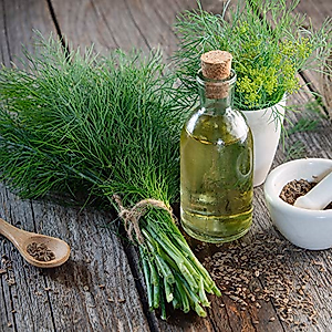 Outsidepride Anethum Graveolens Dill Herb Garden Plants for Cooking & Beneficial Insects - 1 Ounce