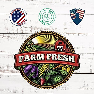 Dwarf Sunflower Seeds for Planting - to Plant and Grow Teddy Bear and Sunspot in Your Flower Garden.