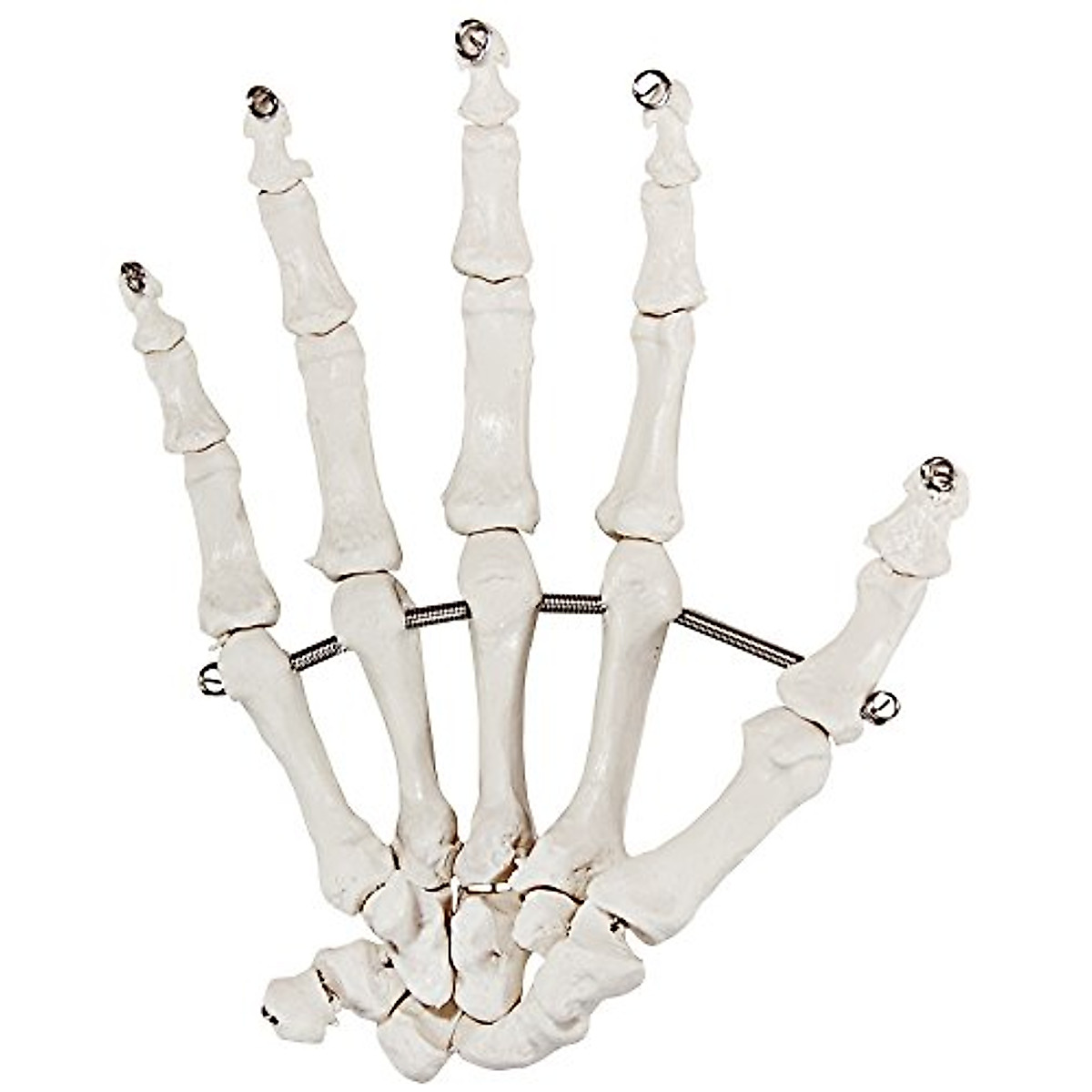 Axis Scientific Skeletal Hand | Right | Fully Articulated Flexible Hand Skeleton is Secured with Quality Wire to Demonstrate Movement | Includes Product Manual