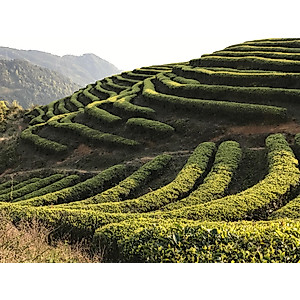 Silk Road White Peony Organic Fair Trade White Tea, 15 bags