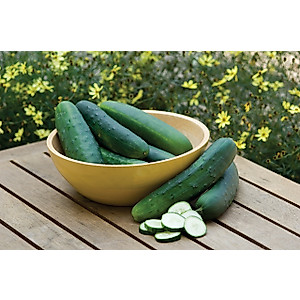Burpee Hybrid II Slicing Cucumber Seeds 30 seeds