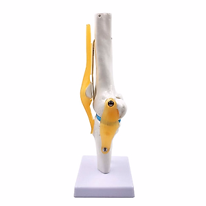 Knee Joint Simulation Model - Human 1:1 Size Medical Anatomy Flexible Knee Skeleton Teaching Mold for Science Classroom Study Display