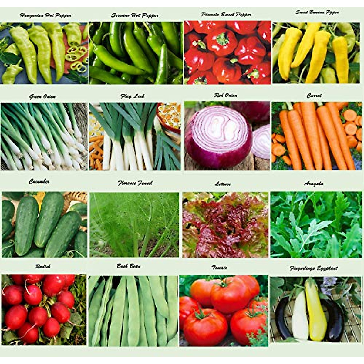 Set of 16 Assorted Organic Vegetable Seeds & Herb Seeds for Planting 16 Varieties Create a Deluxe Garden Heirloom, 100% Non-GMO Sweet Pepper Seeds, Hot Pepper Seeds-Red Onion Seeds- Green Onion Seeds