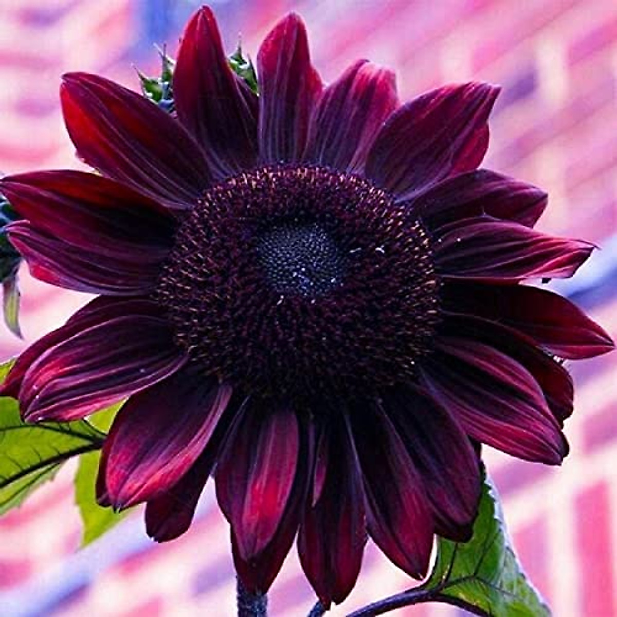 Sunflower Seeds for Planting - Grow Purple Chocolate Cherry Sun Flowers in Your Garden - 25 Non GMO Heirloom Seeds - Full Planting Instructions for Easy to Grow - Great Gardening Gifts (1 Packet)