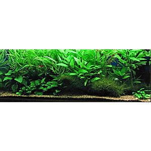 Marcus Fish Tanks - 3X Amazon Sword Echinodorus Bleheri Easy Live Aquarium Plants for Aquatic Freshwater Fish Tank