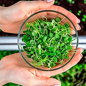 Back to the Roots 43002 Organic Microgreens Grow Kit with Ceramic Planter