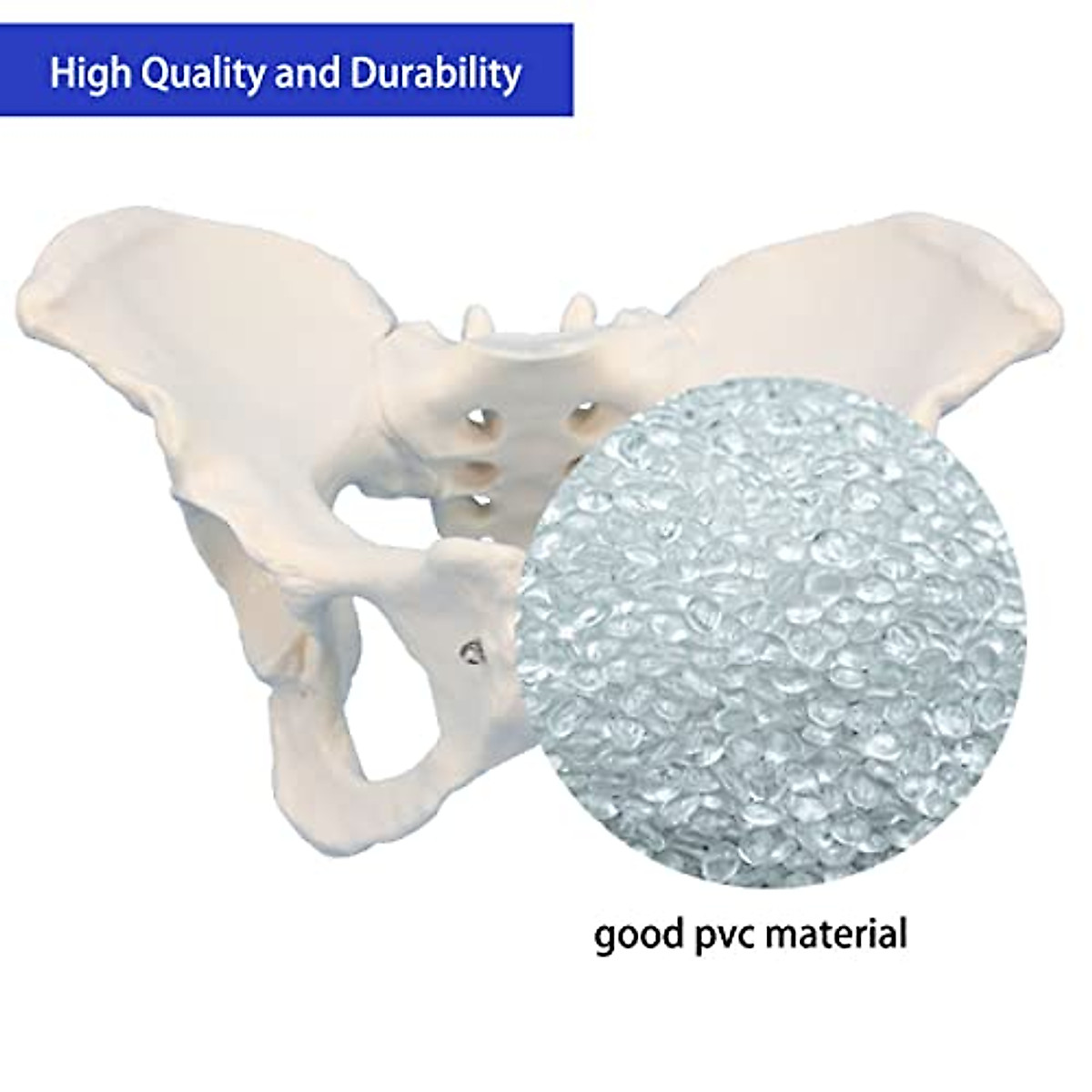 Veipho Pelvis Model, Female Pelvis Model, Pelvic Model Female, Female Pelvis Anatomy Model, Life Size Anatomical Female Pelvis Model for Patient Science Education