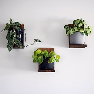 Daniel's Plants Indoor Plant Wall Gallery Shelf Kit | Midcentury Modern Wooden Shelves | Wall Mounted Plant Shelf | L Shaped Floating Shelves | Solid Wood Wall Planter Shelf | 3 Pack (Woodland Brown)